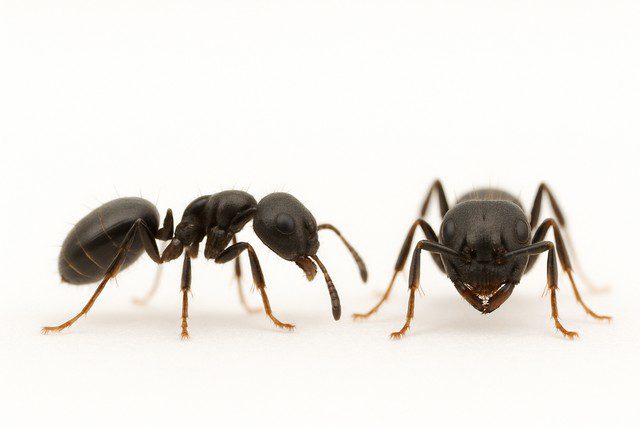Les différents types et espèces de fourmis