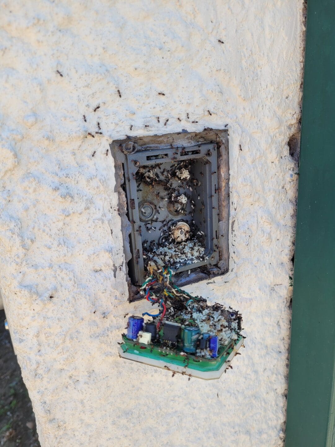 Produit anti fourmi : les fourmicides chimiques et naturels