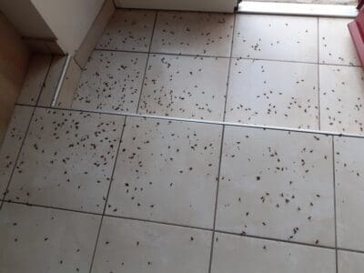 Comment stopper une invasion de fourmis dans la maison ? Les solutions