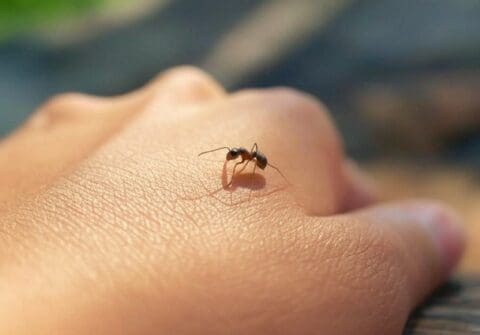 Fourmis rouges : dangers, piqûres et solutions efficaces