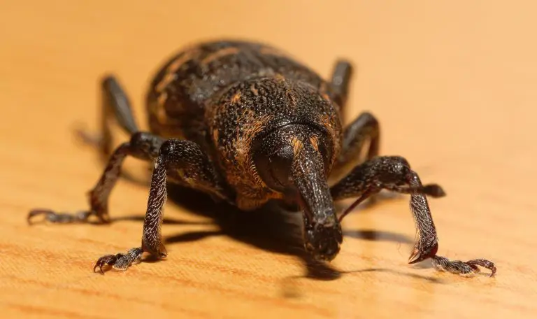 Comprendre les Charançons : Identification et comportement