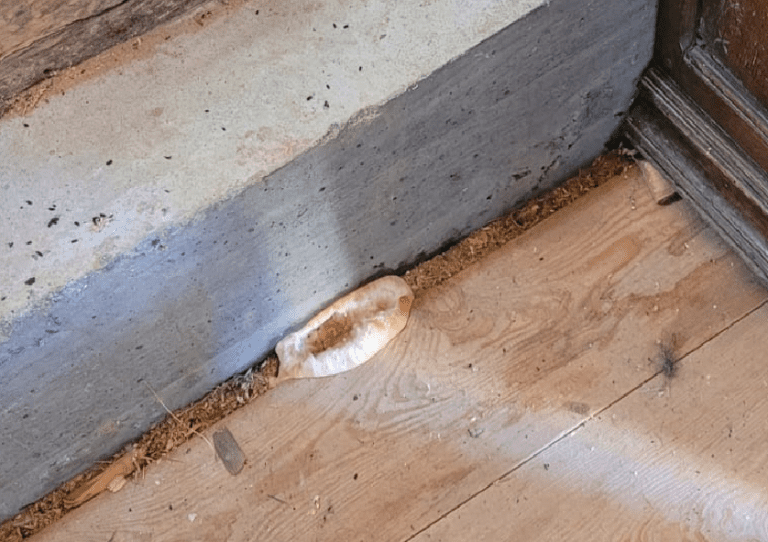 Mérule dans une maison : comment l'identifier