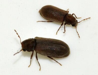 Comment reconnaître et comprendre les vrillettes