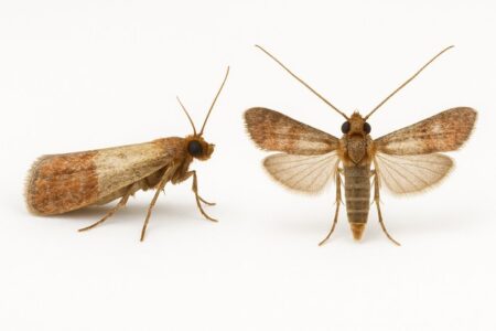 Mite alimentaire ou vestimentaire ? Reconnaître en 1 minute