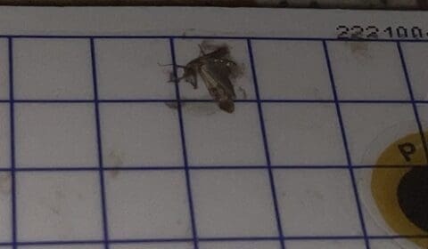 Mite alimentaire ou vestimentaire ? Reconnaître en 1 minute