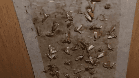 Tous nos conseils et solutions pour lutter contre les mites | Guide et ...