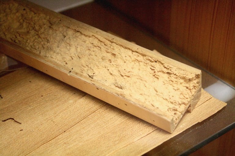 Lyctus et bois : Quels sont les risques et les dégâts potentiels