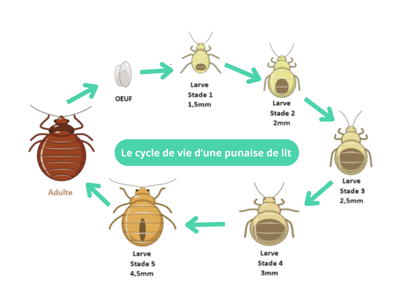 Oeufs de punaises de lit : Reconnaître, trouver, éliminer