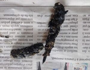 Crottes de fouine : Comment les reconnaître et les éliminer efficacement