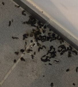 Crottes de rats : Reconnaître, risques et nettoyage