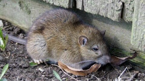 Tout sur le Rat Biologie, comportement & guides pour lutter