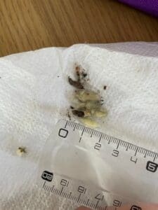 Crottes de rats : Reconnaître, risques et nettoyage