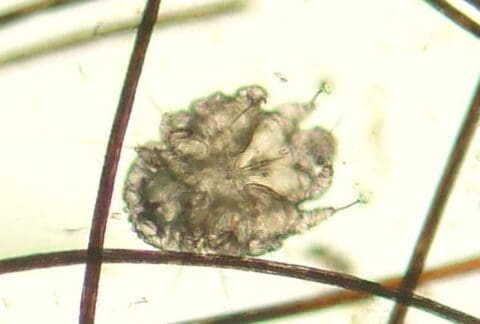 Acariens : tout sur ces nuisibles microscopiques