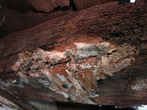 Mérule dans une maison : comment l'identifier